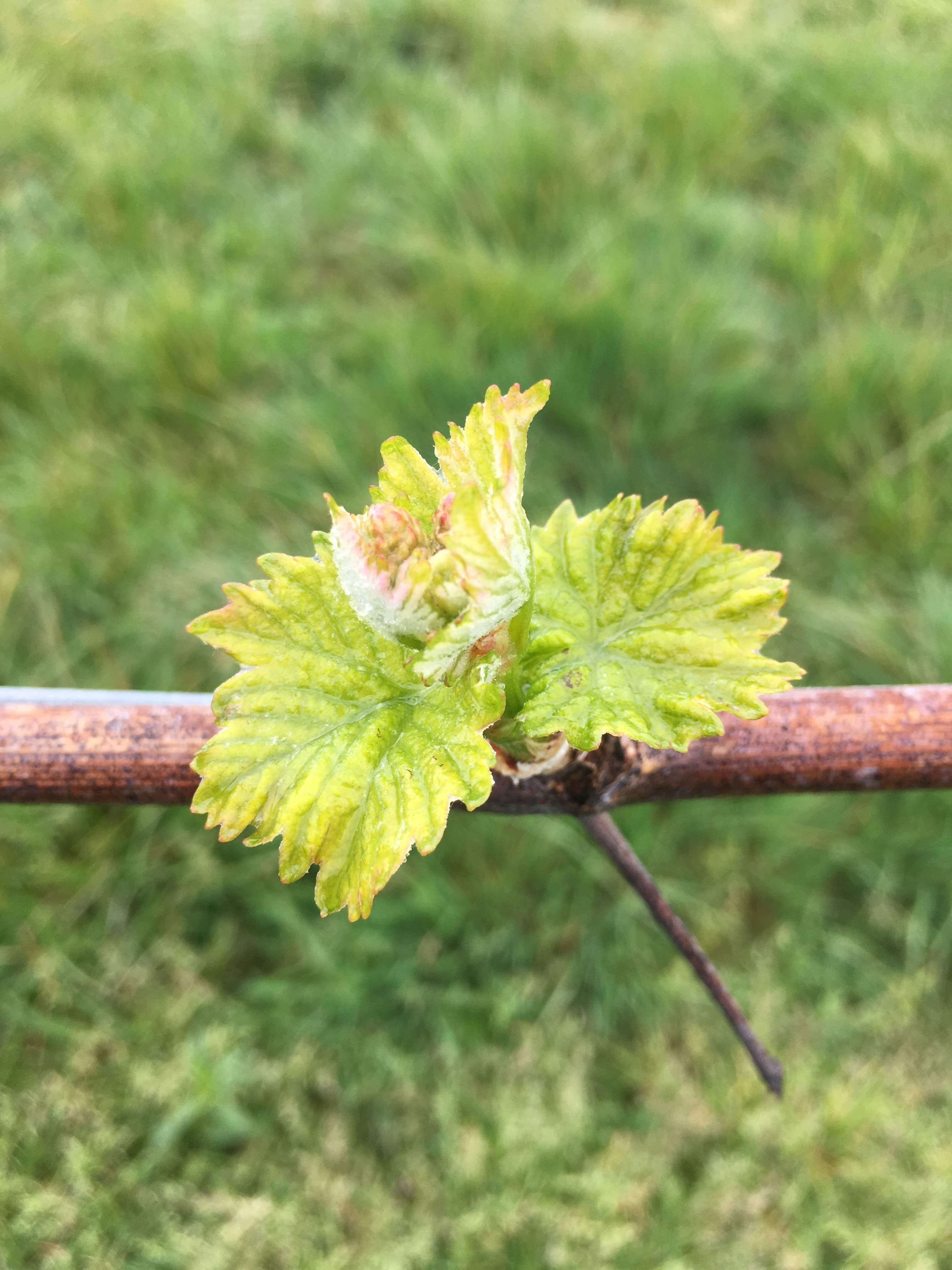 A Year at Sutton Ridge: Visit 2 – Budburst – WINE TIME EVENTS