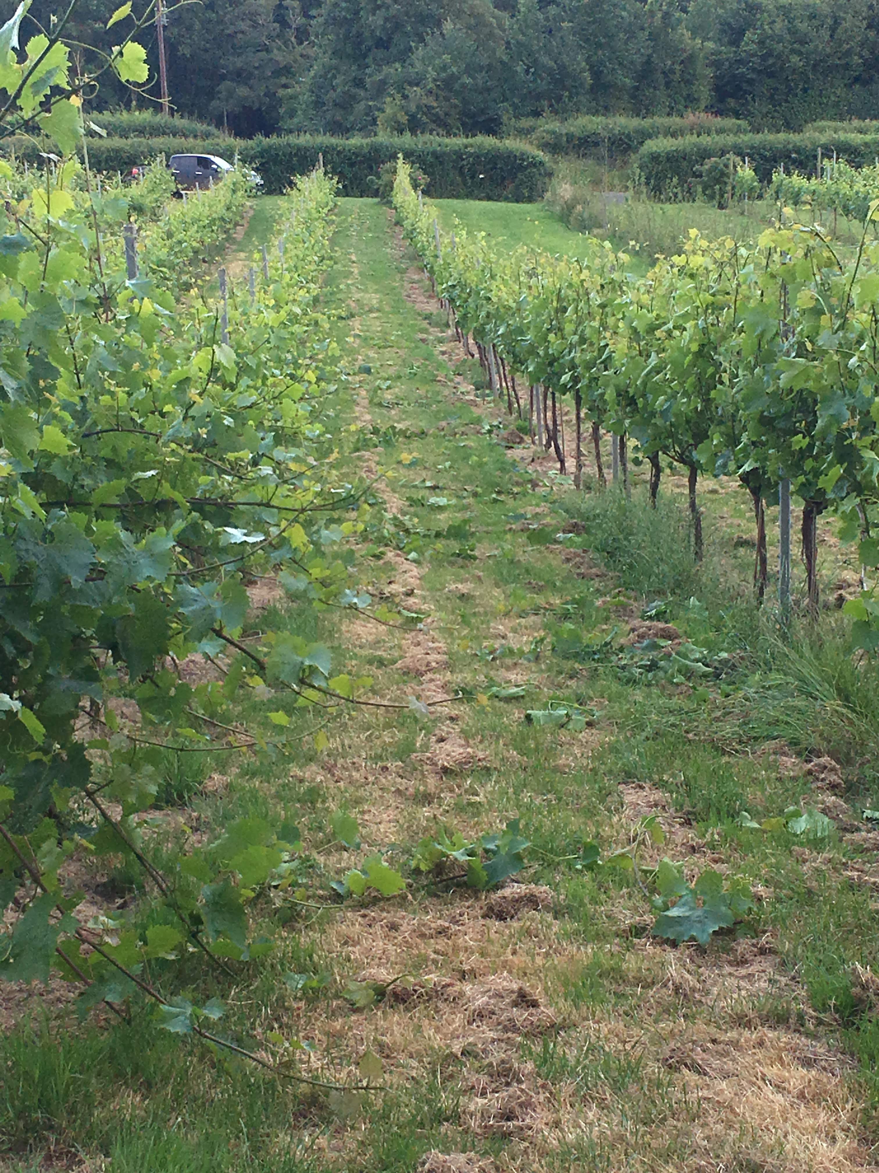 A Year at Sutton Ridge: Visit 3 – Flowering – WINE TIME EVENTS