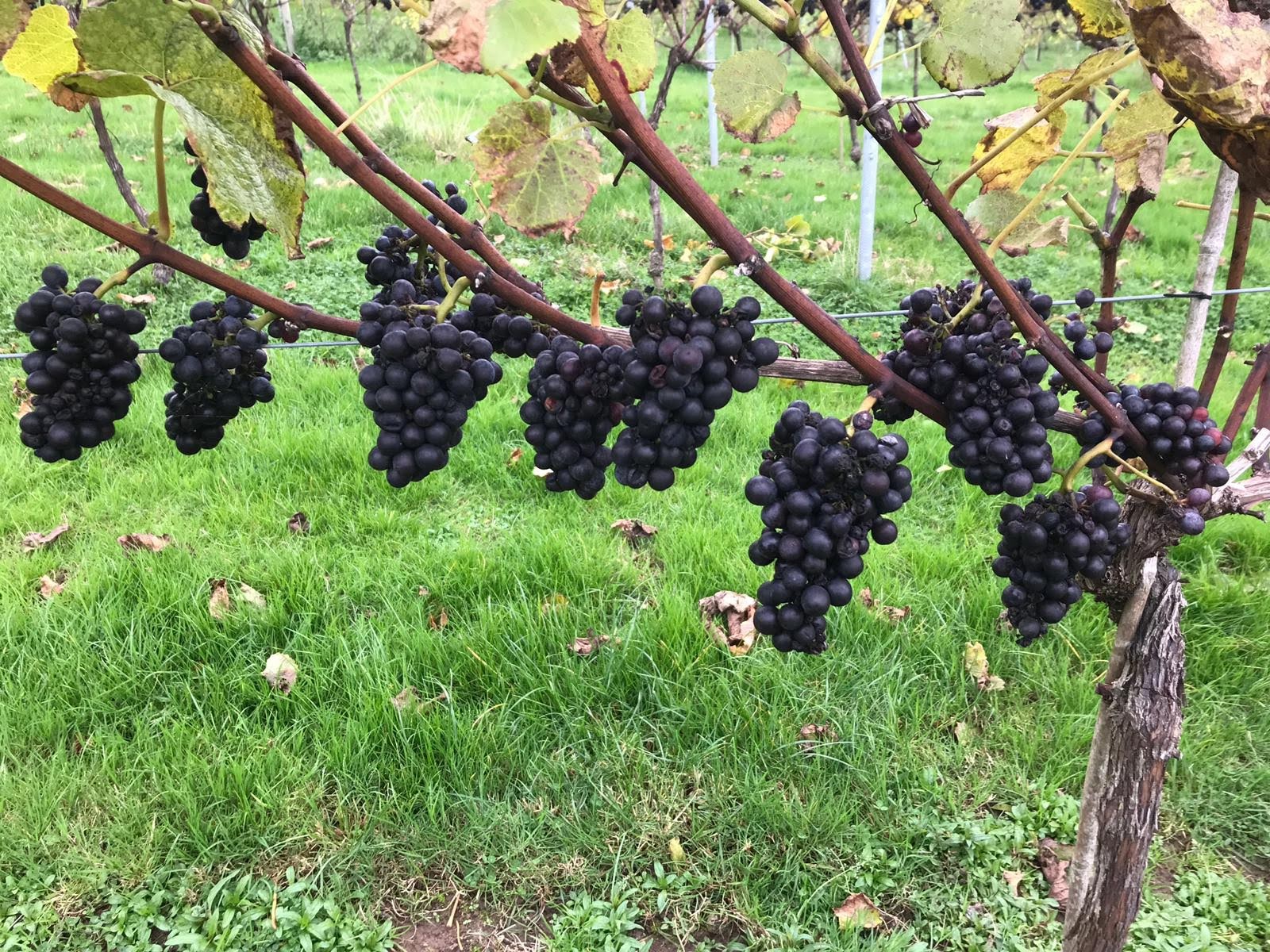 A Year at Sutton Ridge: Visit 5 – Harvest – WINE TIME EVENTS
